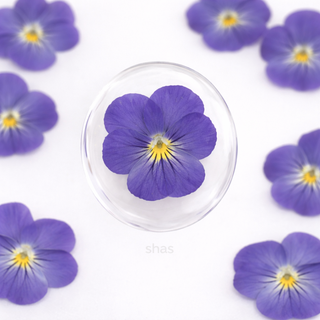 DF 28 Viola pansy violet Pressed Dried Flower ( 1 pc ) plain dried flo ...